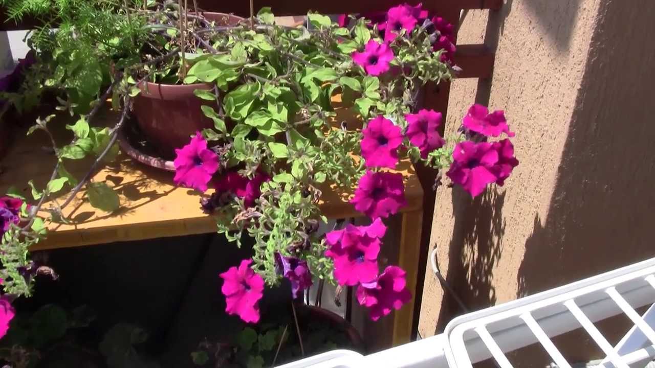 Belajar Berkebun Sungguh Menyenangkan: Tips Menanam Bermacam-macam ...