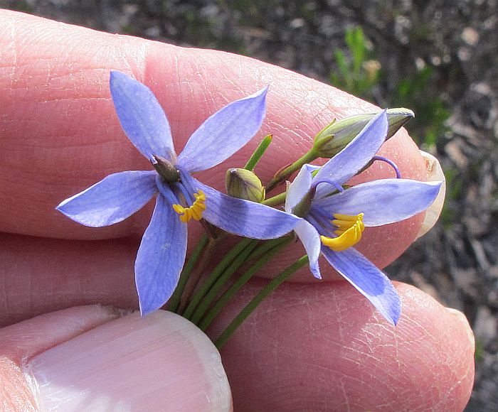 Esperance Wildflowers: Cheiranthera filifolia - Finger-flower