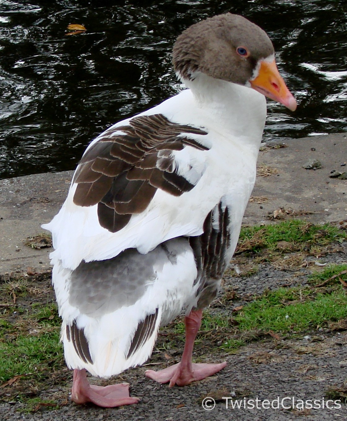 Birds and wildlife: Strange-looking white/brown goose