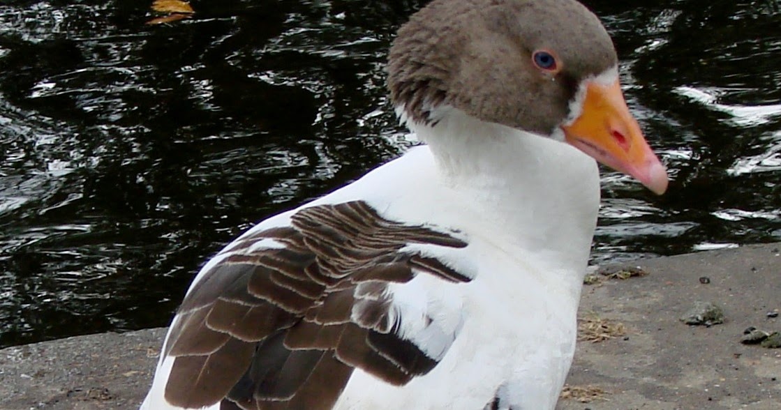 Birds and wildlife: Strange-looking white/brown goose