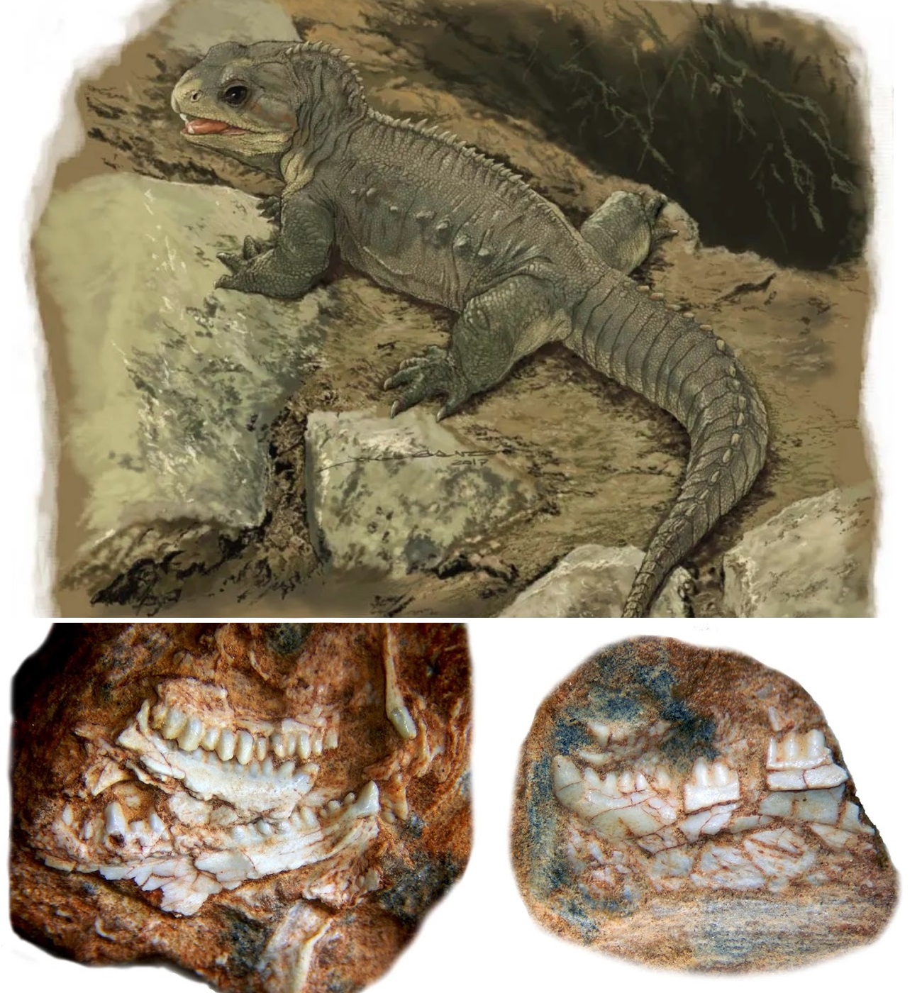 Species New to Science: [Paleontology • 2019] Clevosaurus hadroprodon ...