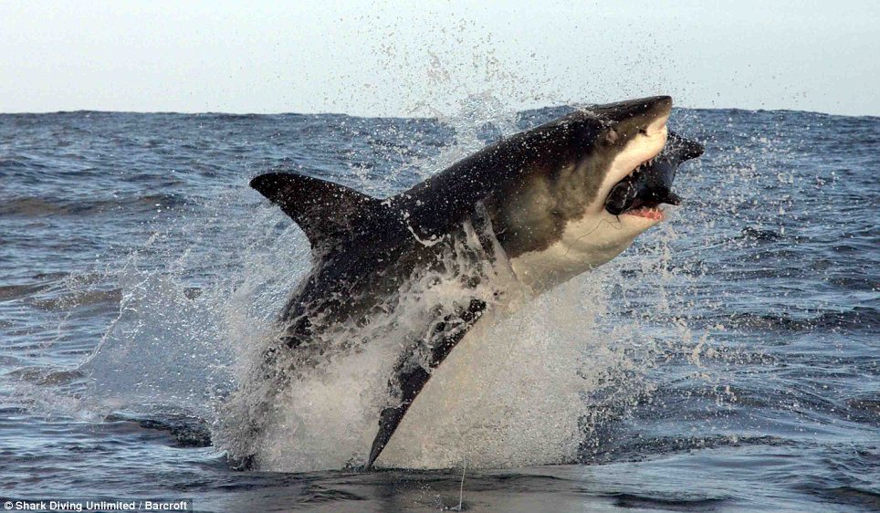 The animal zone: Jaws-dropping! Great White shark takes to the air to ...