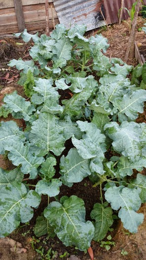 BROKOLI HIJAU [update] - Rangkuman Cara Bertanam Lengkap