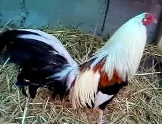 imagen de gallo de pelea giro greer