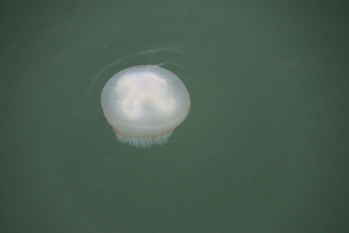 Peniche terra de mar e sol: ALFORRECAS NO PORTINHO DO MEIO