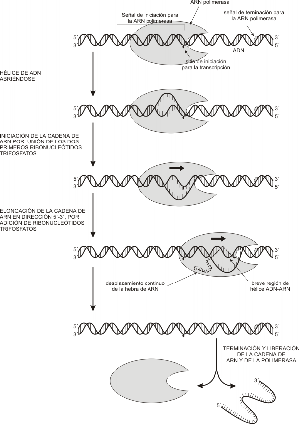 BIOLOGIA MOLECULAR: 6.1 Organismos procarióticos: