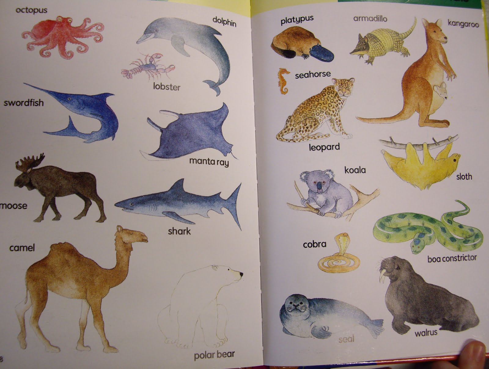 LEARNING TOGETHER: Our new topic: ANIMALS!