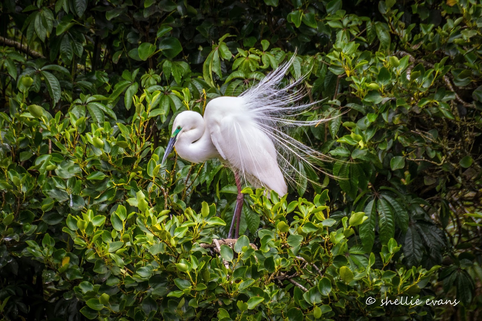 Two Go Tiki Touring: White Herons of Waitangiroto