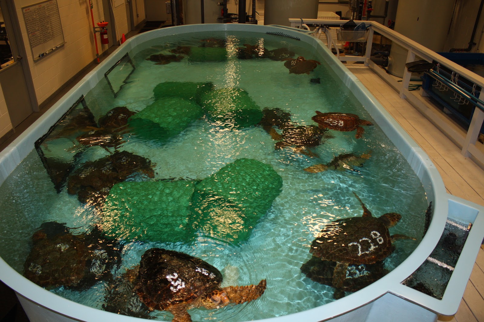 Marine Animal Rescue Team Blog