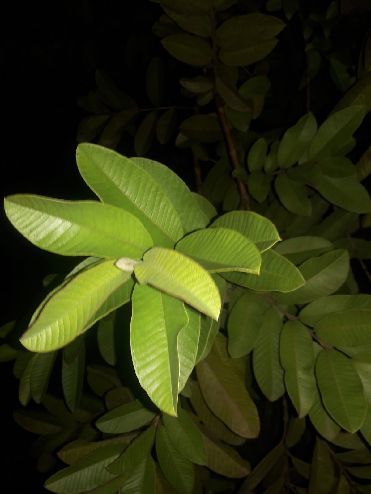 Guava leaves - its benefits and uses.