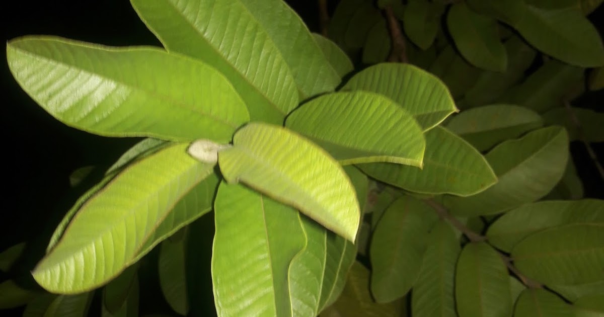 Guava leaves - its benefits and uses.