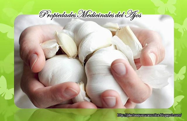 Plantas Medicinales: Propiedades medicinales del ajos