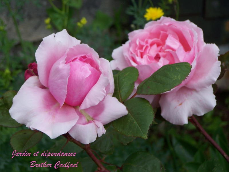 Jardin et dépendances: Le mois roses