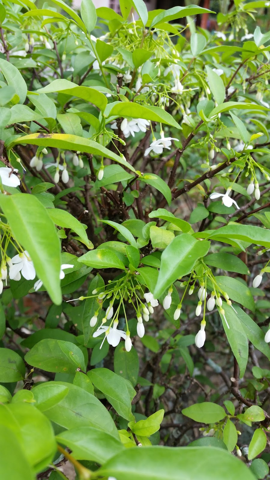 Warisan Petani: WW 75 : Bunga Santalia