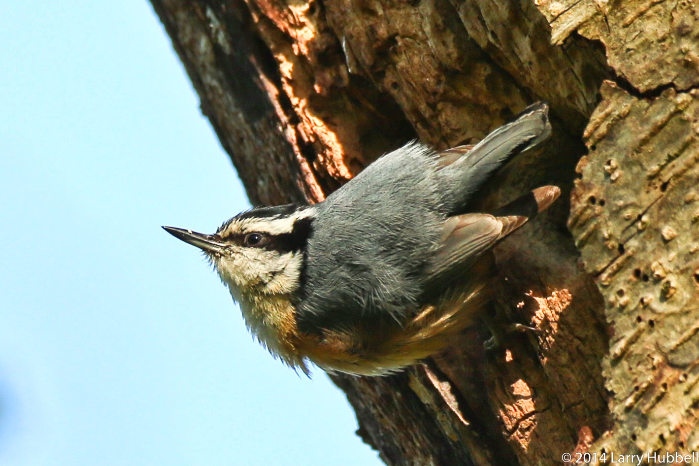 Union Bay Watch : Flit, Flicker & Flash