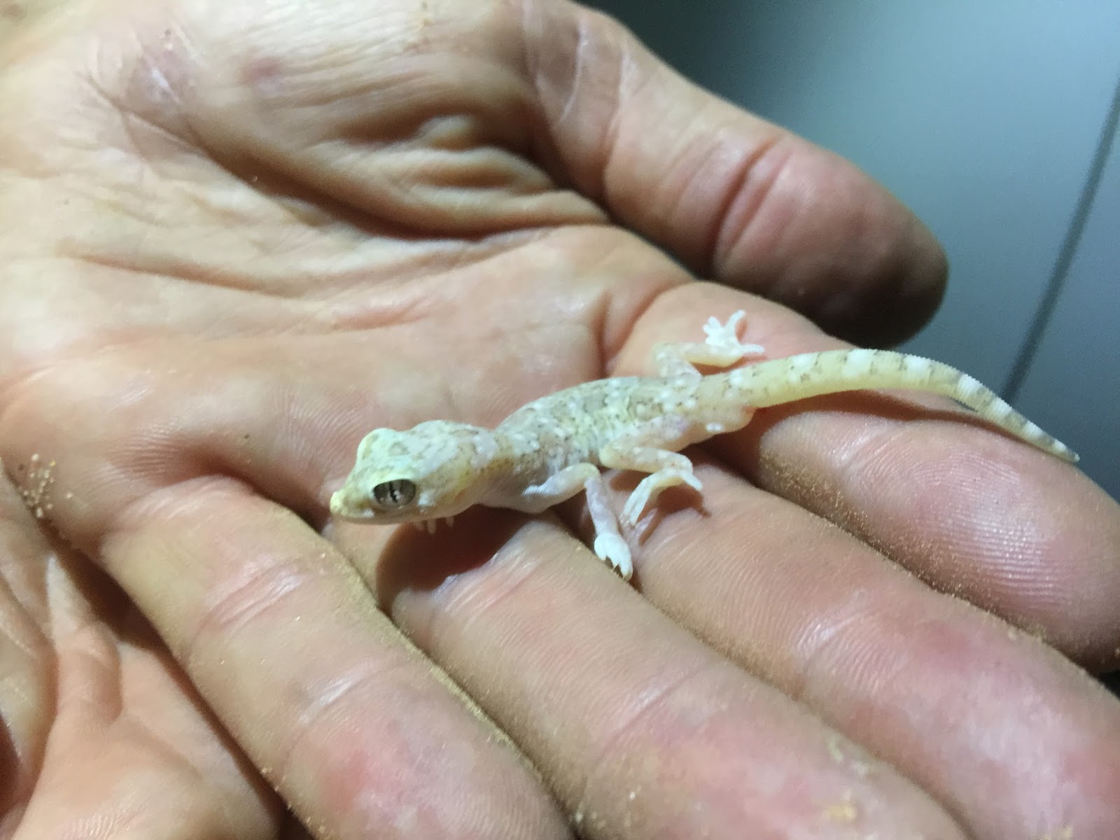 Non-Stop Birding: Western Sahara Wildlife