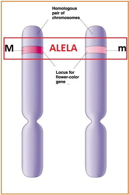 SIMPLE GENETIKA - Biology Page