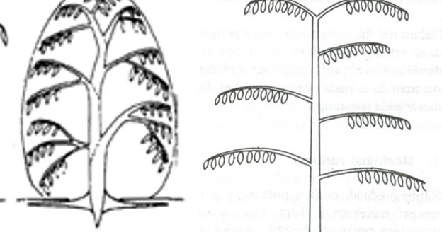 Model Arsitektur Pohon | LULUKADA