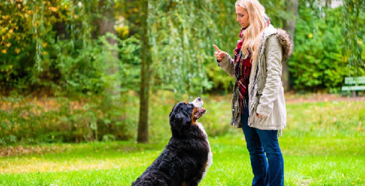 How To Make Your Dog Listen To Your Commands - Doglopedix