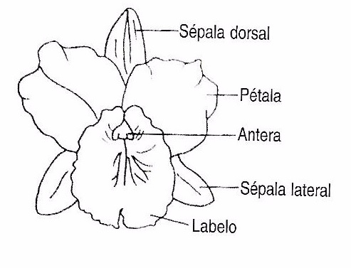 Orquideaterapia: Um pouco sobre Orquídeas