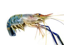 PEMBEKAL UDANG: JENIS JENIS UDANG