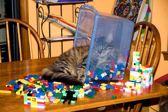 Kaori Likes Things: Caturday: Cats sleeping on Lego piles