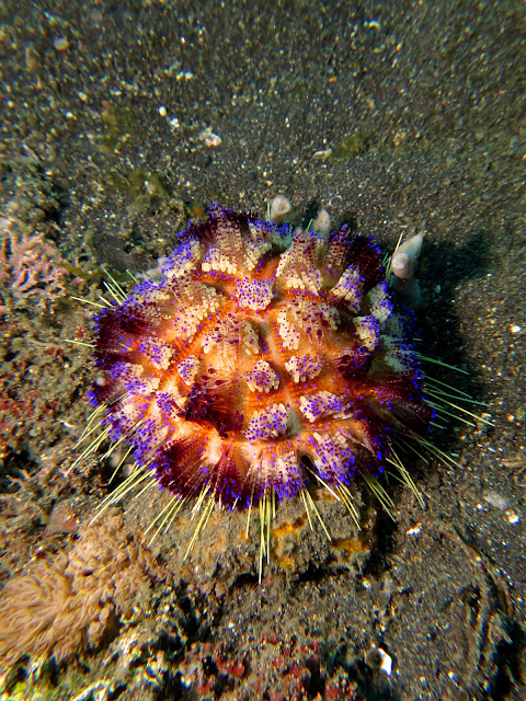 Real Monstrosities: Fire Urchin