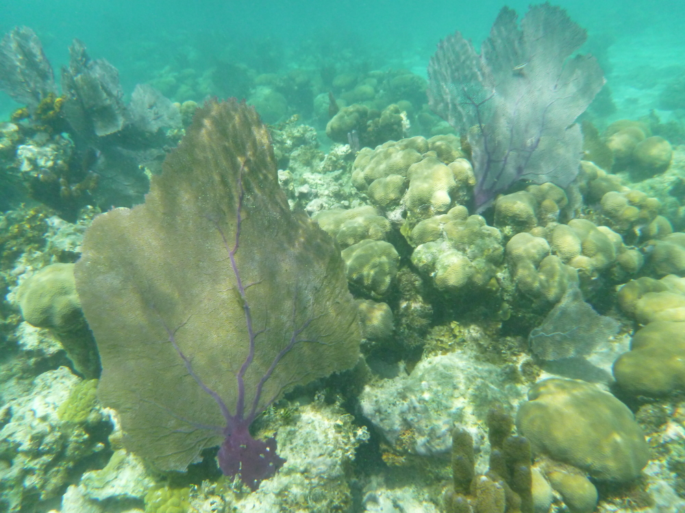 Earthly Musings - My Travel and Geology Blog: Passing Through Belize