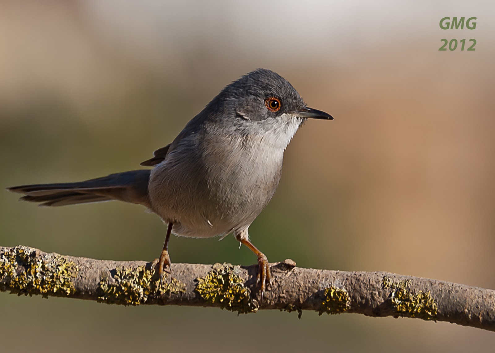 Fotografía de Naturaleza : Curruca cabecinegra hembra (Sylvia ...