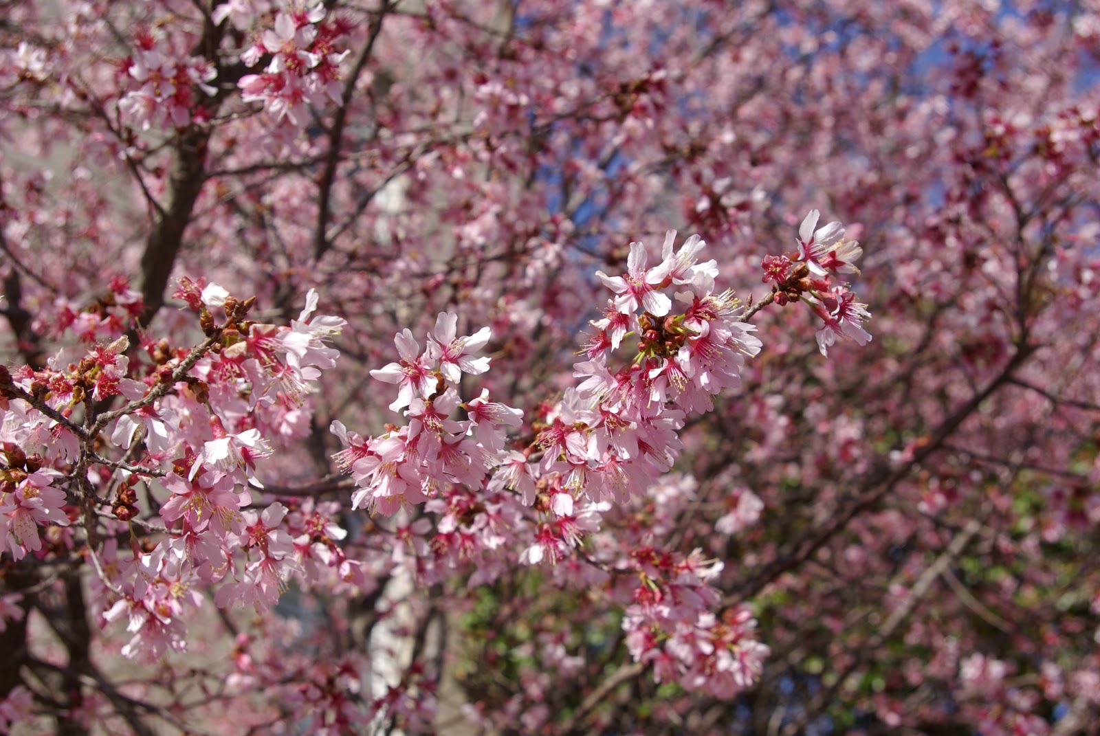 sweetbay: March 2014