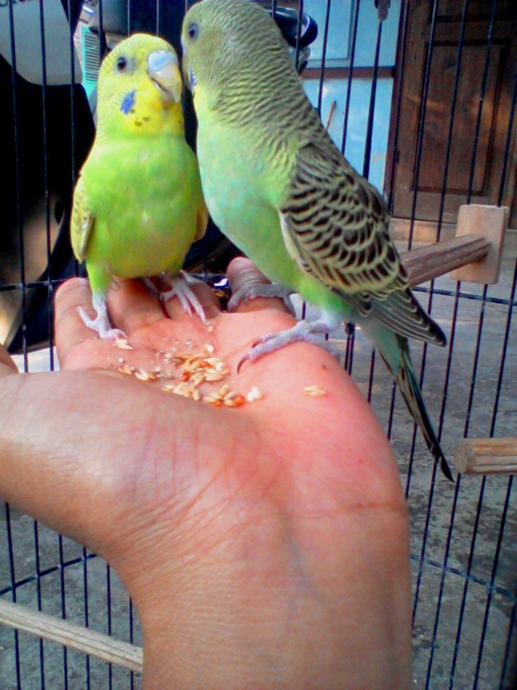 Burung Parkit - Perumperindo.co.id