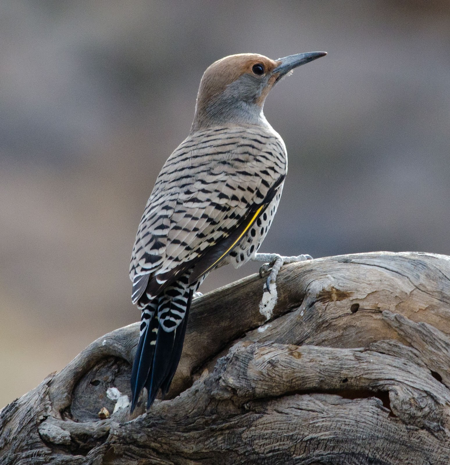 Gordon's Birding Adventures: Pima Canyon Wash-8 & 9 Nov 2012