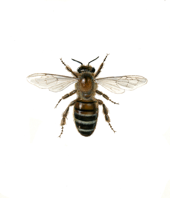 CORONA APICULTORES: ESPECIES Y SUBESPECIES DE ABEJAS