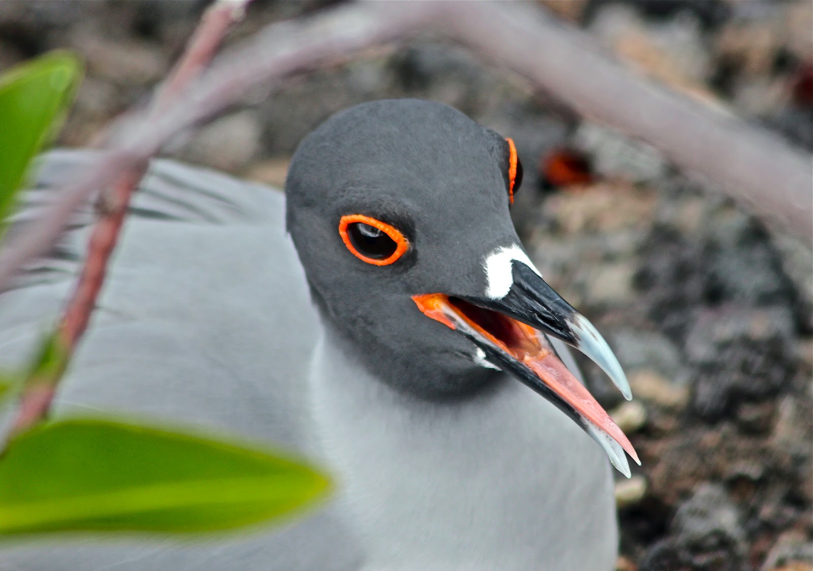 Nature Photography: Galapagos Birds