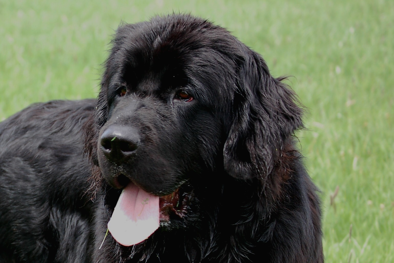 Extreme Dog Breeds: Newfoundland Quotations