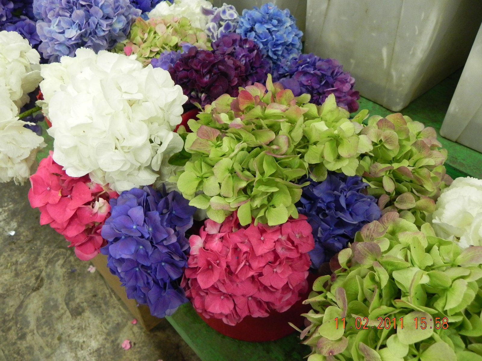 my G@Rdening frenzY: JI MEI FLOWER