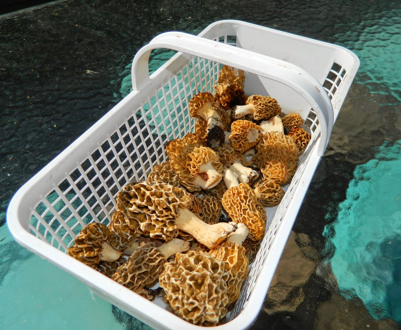 Lise's Log Cabin Life: Do You Know Molly Moocher?