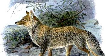 Rare Animal And Bird Found In Nepal: Tibetan Sand Fox(Vulpes Ferrilata)