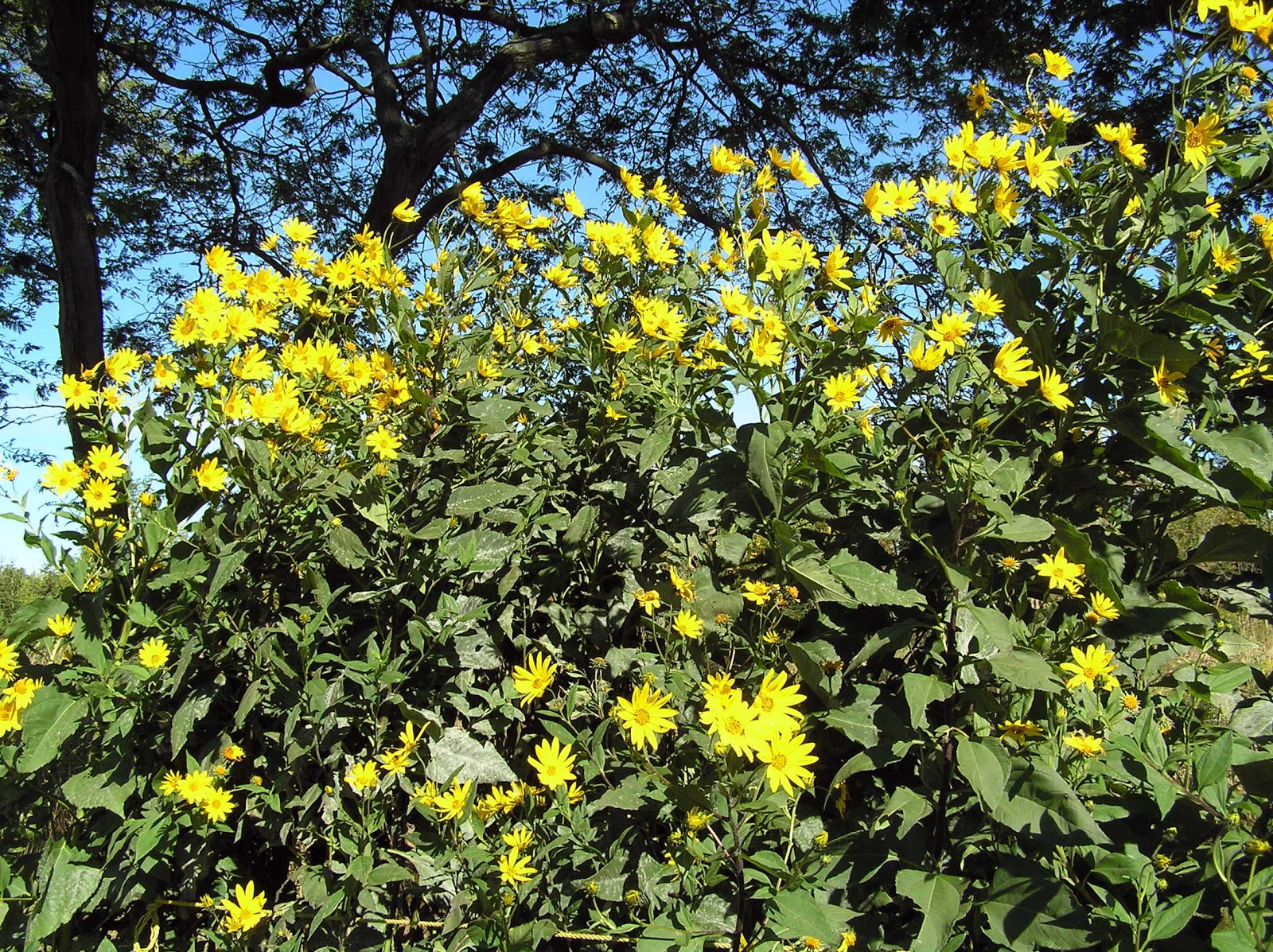 Rare Edible Root Crops: Growing sunchoke
