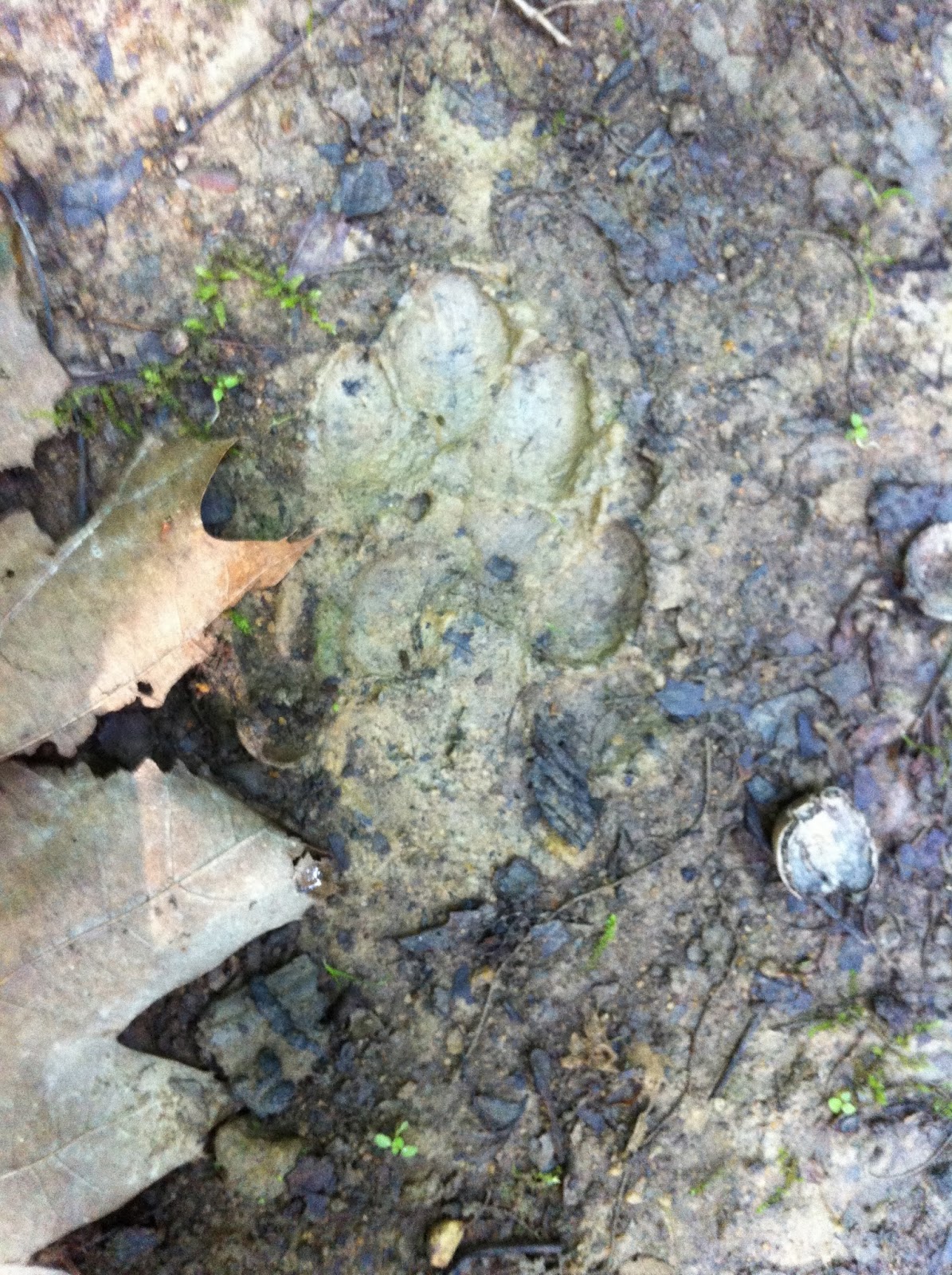 Jake & Susan's Wild Indiana: Hemlock Cliffs in Hoosier National Forest