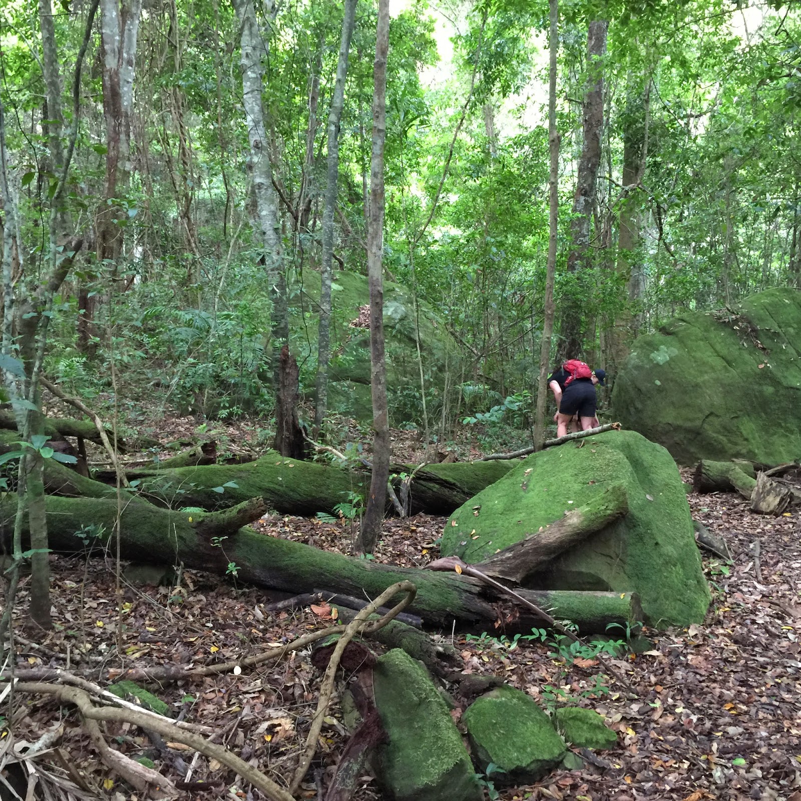 Walking The Parks: Abbott Falls Walking Track - Olney State Forest