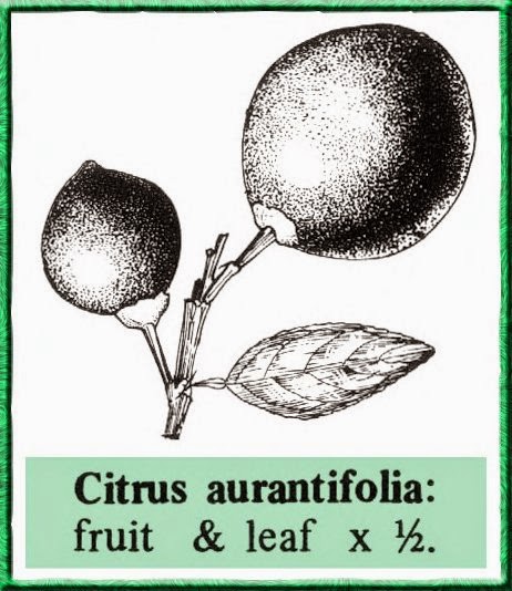 Flora de Puerto Rico Ilustrada Papo Vives: RUTACEAE CITRUS X ...