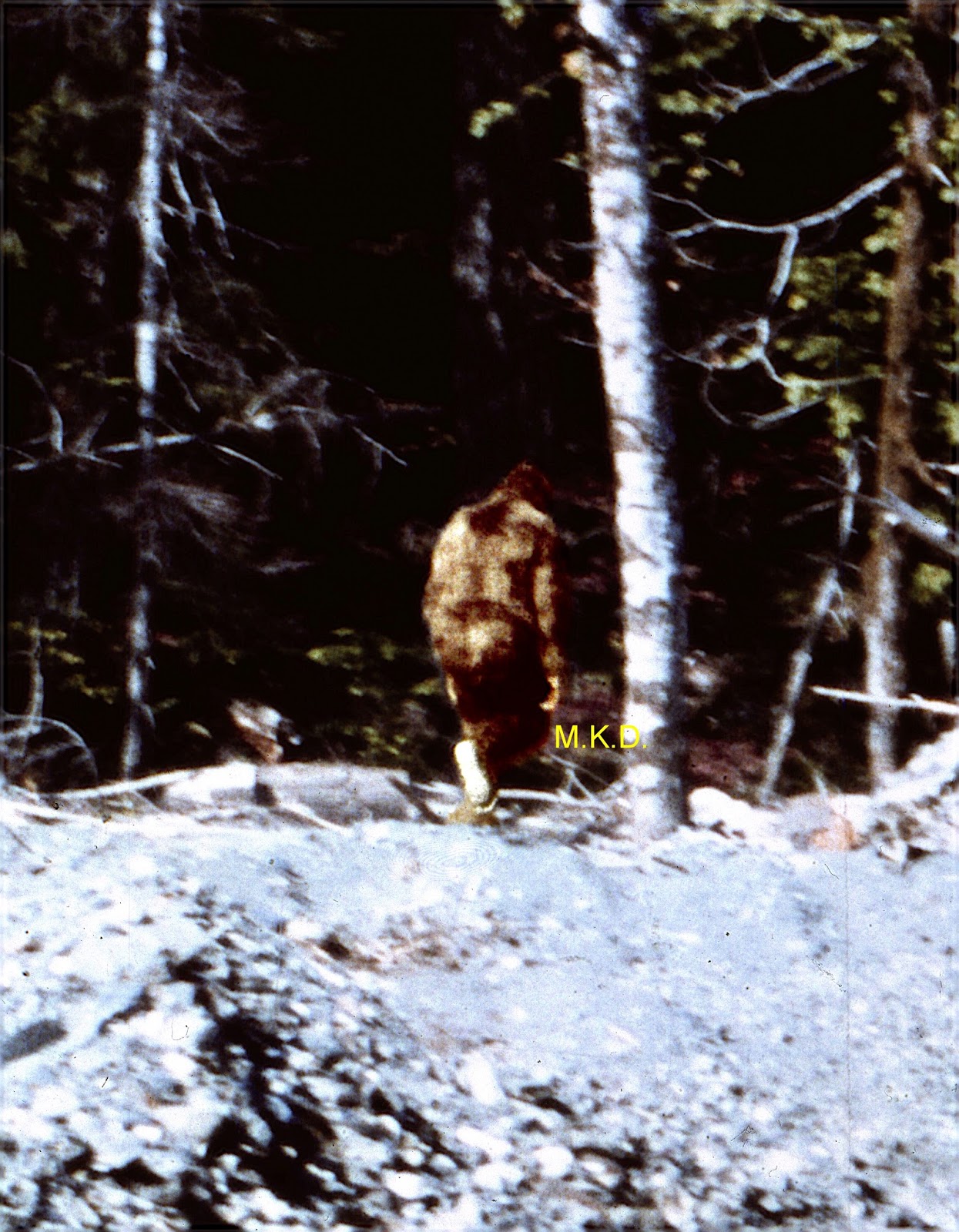 Yetiamerican: The Patterson Bigfoot Film...Frame 61, 364, 350, 362