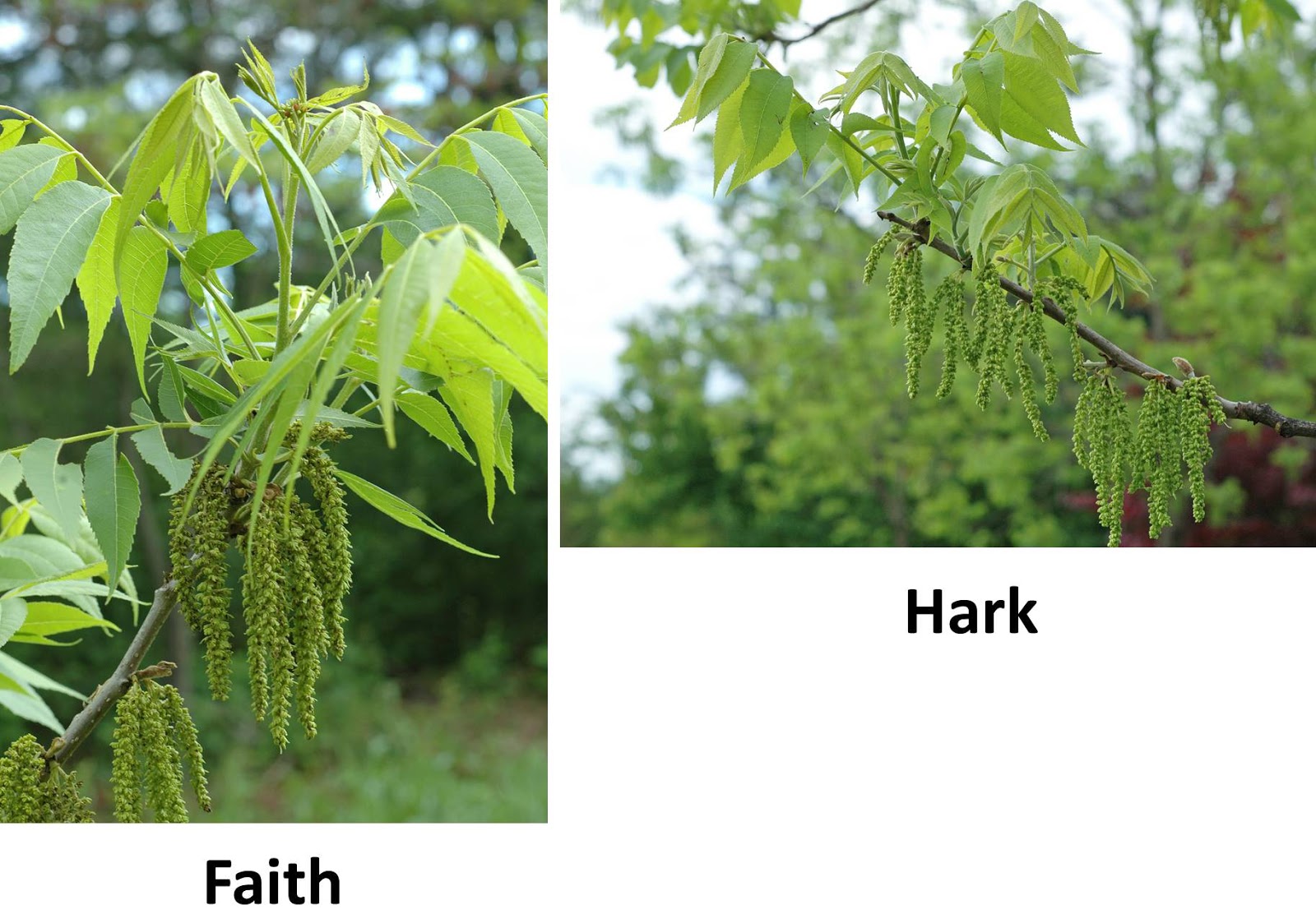 Northern Pecans: Pecan flowering season underway