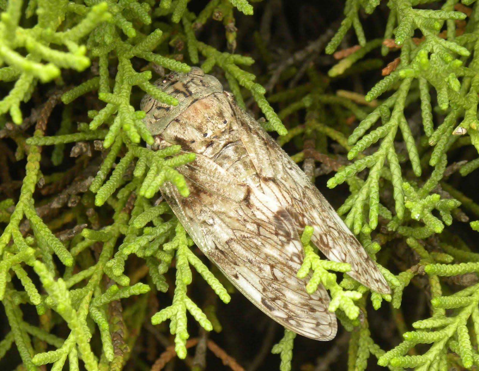 Faune/Flore à Madagascar: Cigale