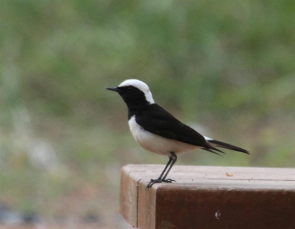 Michael Foley: Bird Photographs 2010-plus ©: Cyprus birds - Spring 2013