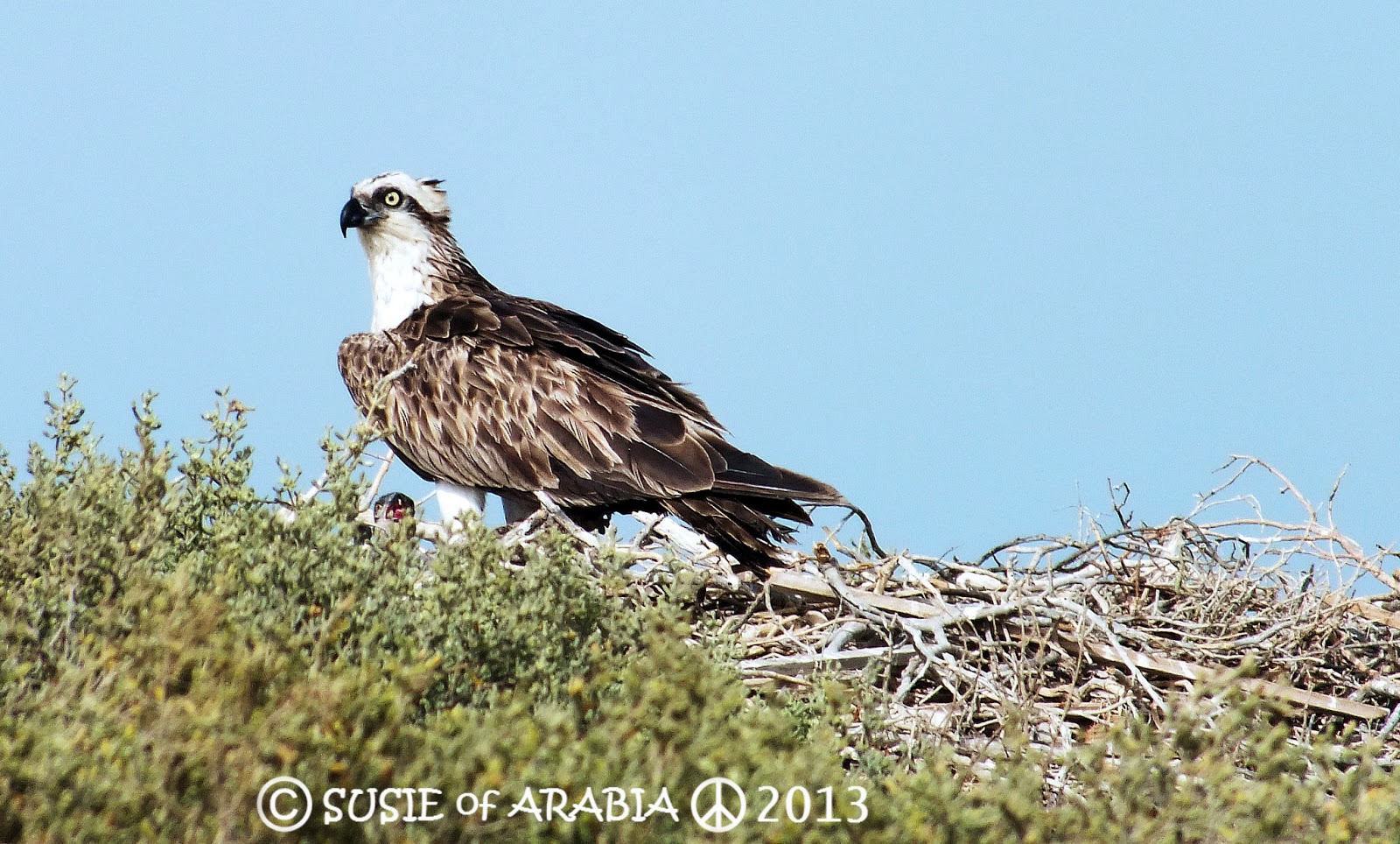 SUSIE of ARABIA: Images from the Red Sea
