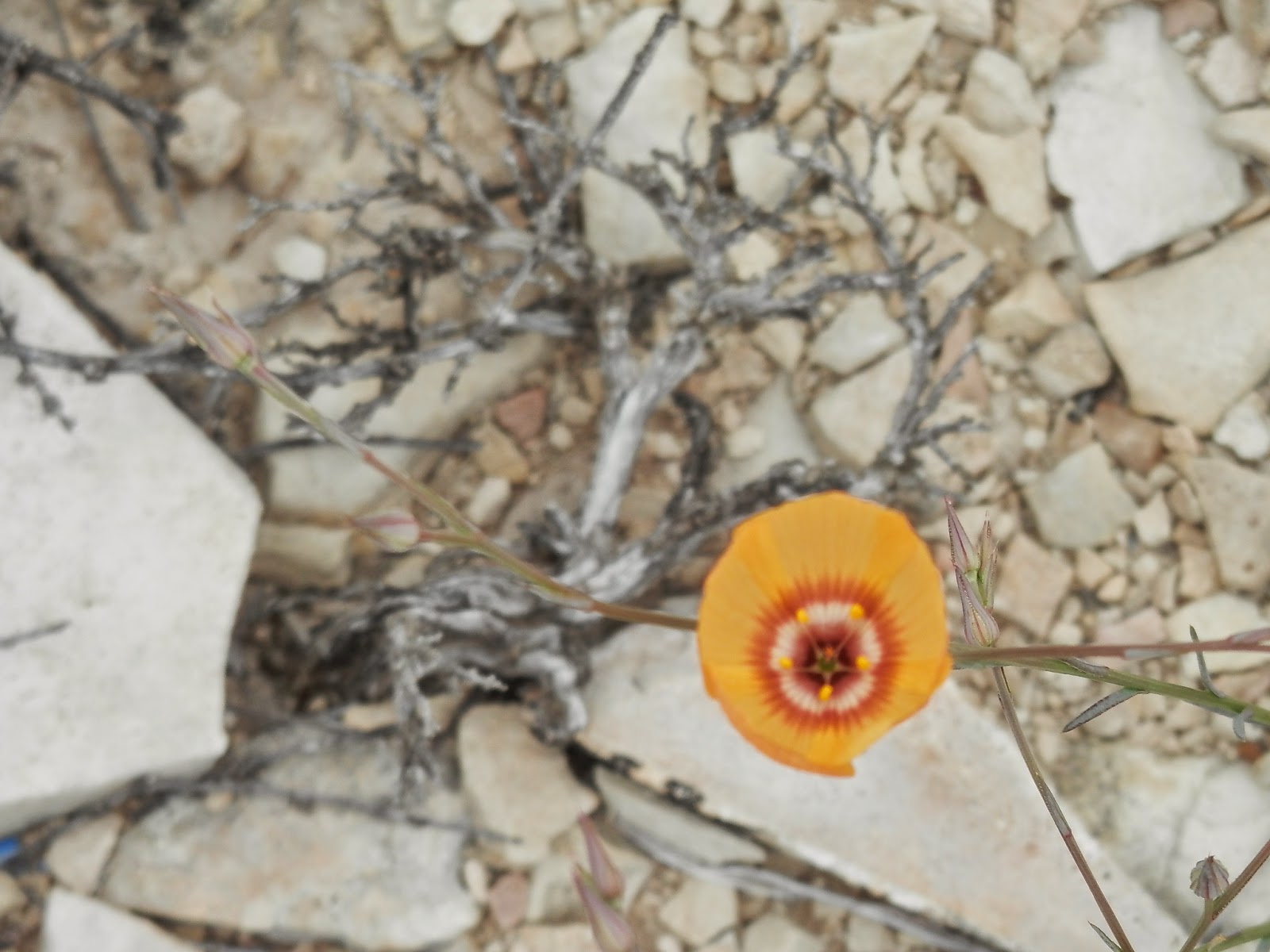 Terlingua or Bust: Green & Yellow