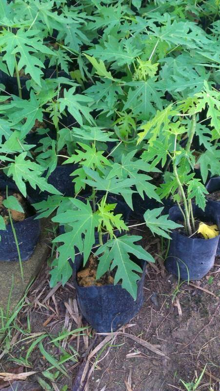 D'LAMAN HIJAU NURSERY: JENIS JENIS POKOK(03)