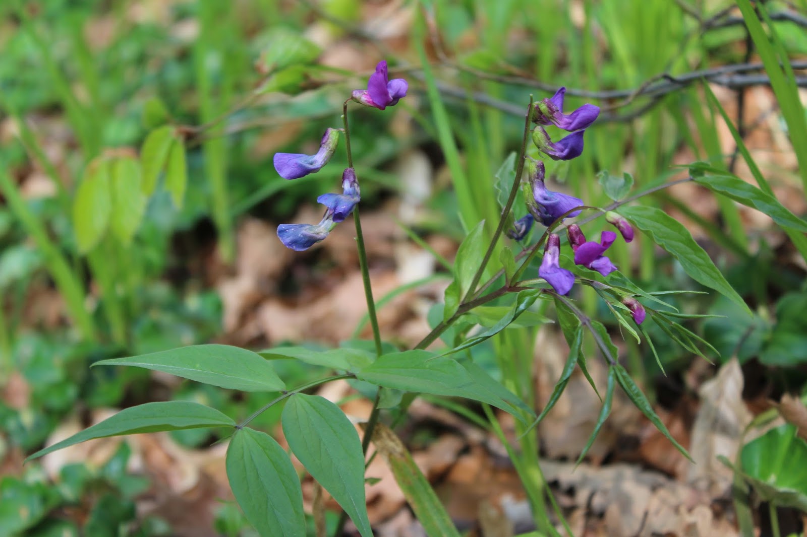 Tour de Plant: A Mecsekben #10 Tavaszi lednek